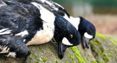 Washington Duck Hunting Guides & Goose Hunting Guides