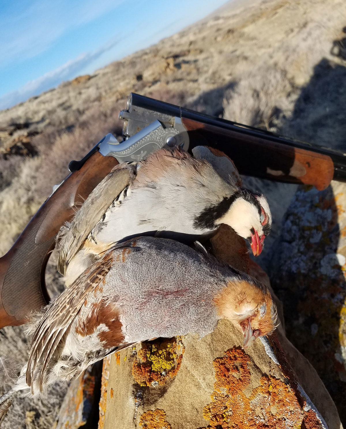 Wyoming Upland Bird Hunting & Sage Grouse Hunting Guides