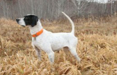 Professional Gun Dog Breeders And Trainers - HuntTheNorth.com