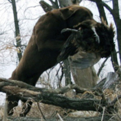 Professional Gun Dog Trainers | Retriever Trainers | Retriever Training