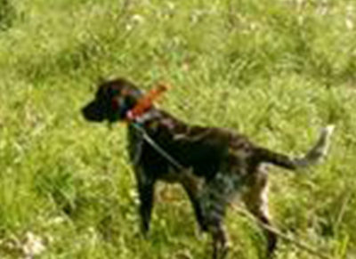 Professional Pointer Trainers and Pointer Training