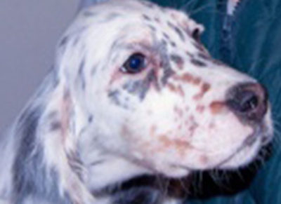 English Setter Breeders and Puppies For Sale