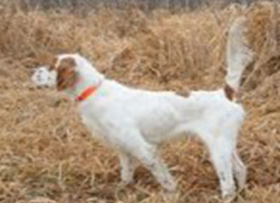 English Setter Breeders and Puppies For Sale