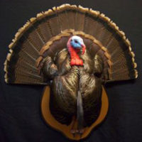 Turkey Taxidermy Mounts - Professional Wild Turkey Taxidermist Specialist