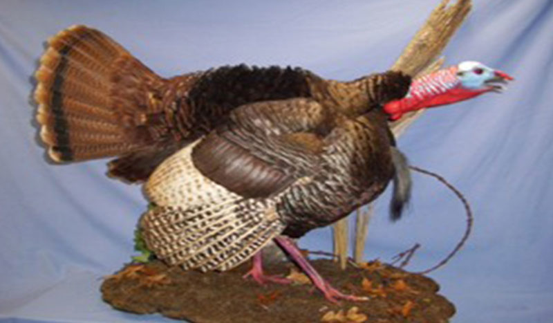 Turkey Taxidermy Mounts - Professional Wild Turkey Taxidermist Specialist