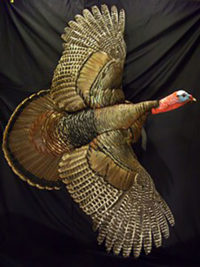 Turkey Taxidermy Mounts - Professional Wild Turkey Taxidermist Specialist