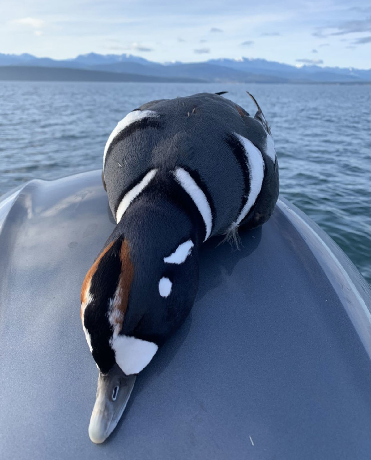 Oregon Duck Hunting Guides & Goose Hunting Guides