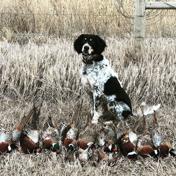 South Dakota Upland Bird Hunting Guides & Quail Hunting Outfitters