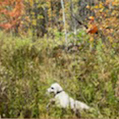 Michigan Grouse Hunting Guides | Michigan Upland Bird Hunting Outfitters