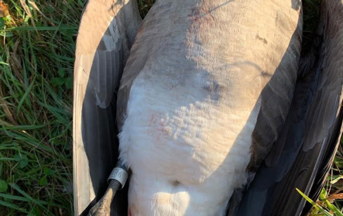 Minnesota Goose Hunting Guides | Minnesota Duck Hunting Outfiters ...