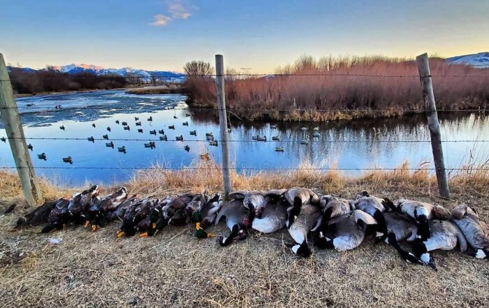 Montana Duck Hunting Guides | Montana Goose Hunting Outfitters