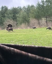 Michigan Turkey Hunting And Michigan Turkey Hunting Outfitters