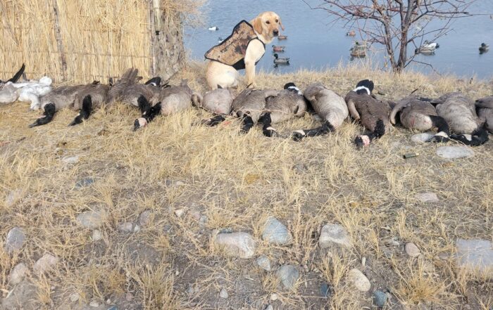 Montana Duck Hunting Guides | Montana Goose Hunting Outfitters