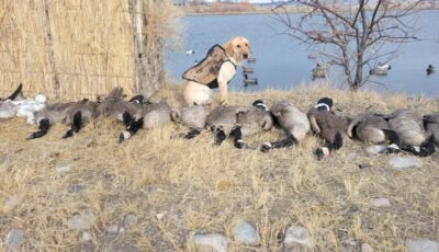 Montana Duck Hunting Guides | Montana Goose Hunting Outfitters