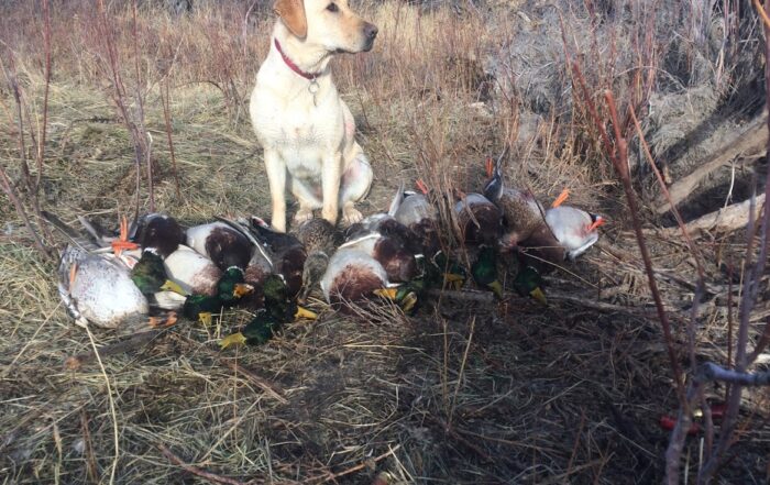 Montana Duck Hunting Guides | Montana Goose Hunting Outfitters