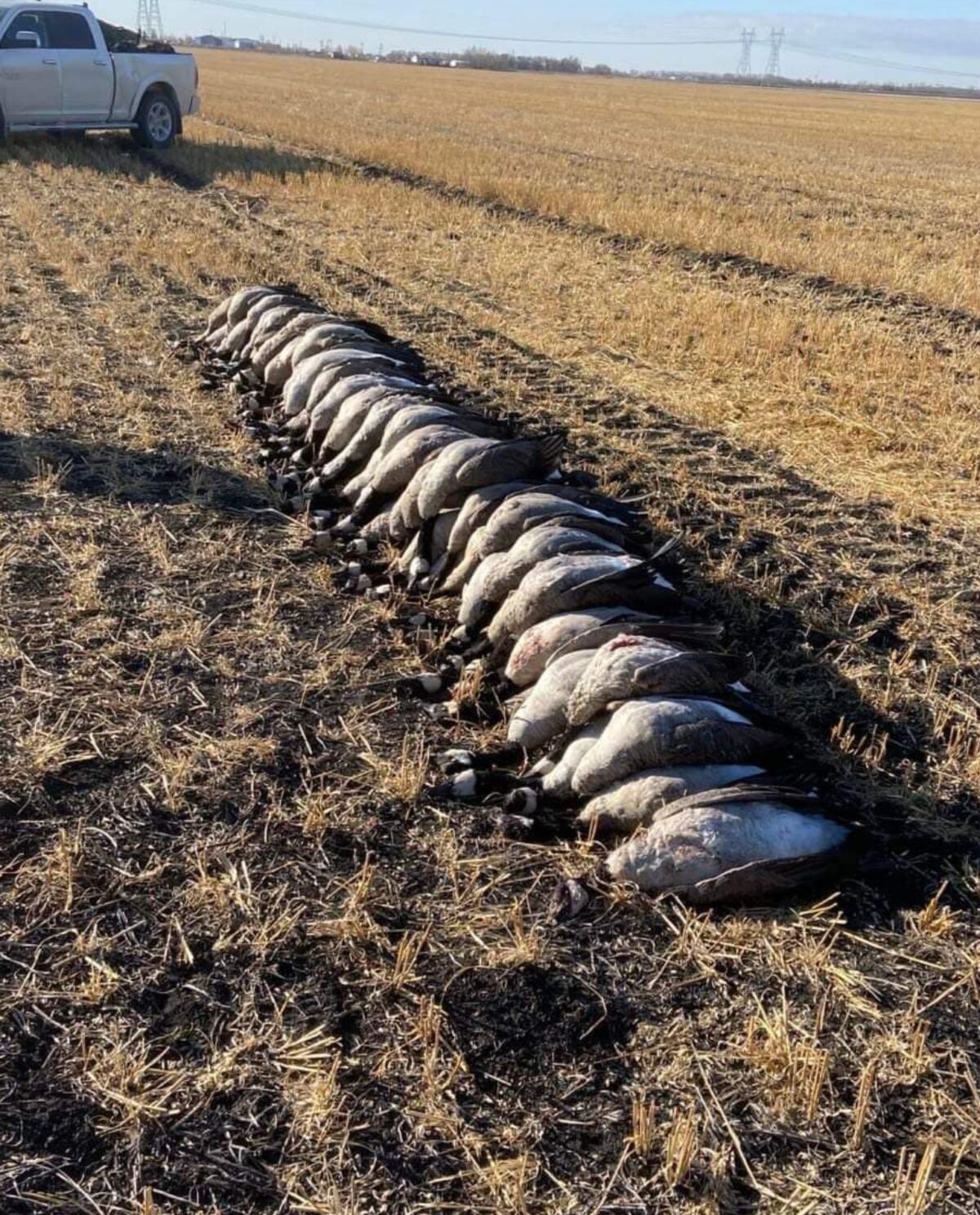 Manitoba Waterfowl Hunting Guides | Manitoba Hunting Outfitters