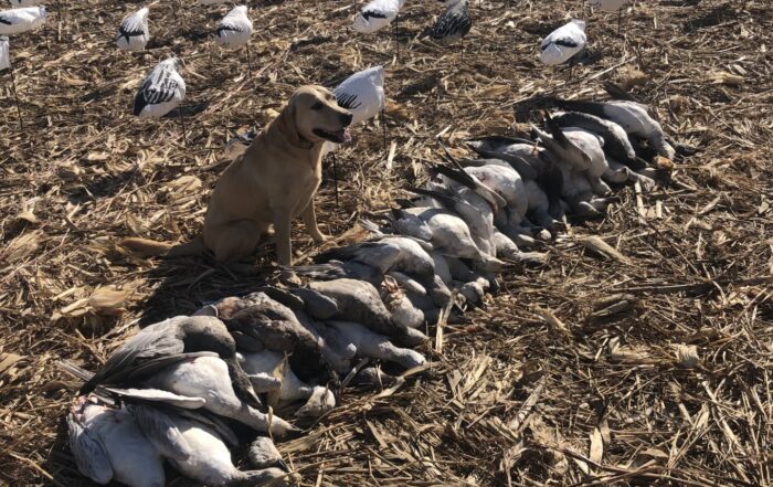 Illinois Snow Goose Hunting Guides | Snow Goose Hunting Outfitters In ...