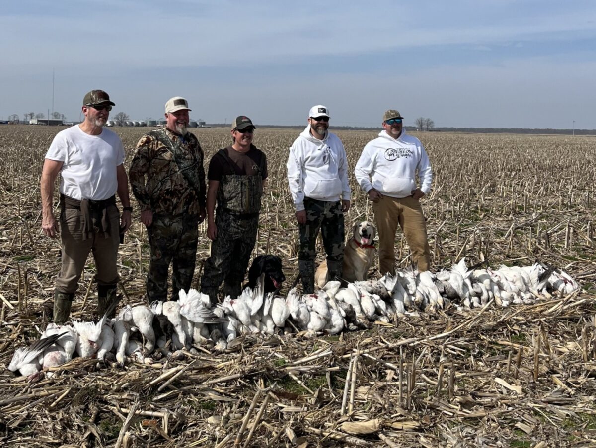 Illinois Snow Goose Hunting Guides | Snow Goose Hunting Outfitters In ...